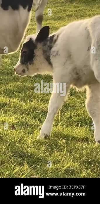 A side profile of a young calf, possibly a Belgian Blue or similar ...