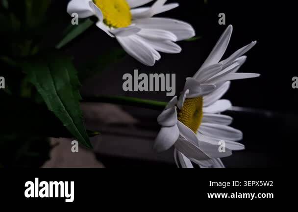 bouquet of white daisies with yellow centers and green leaves on a ...