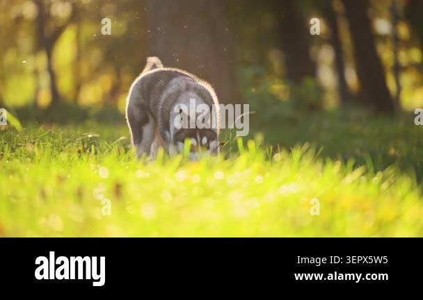 Husky Puppy Exploring Golden Grass in Park Stock Video Footage - Alamy