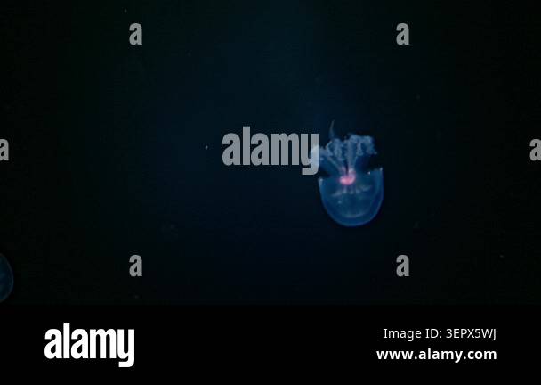 Marine jellyfish swimming slowly in dark underwater scene, calming ...
