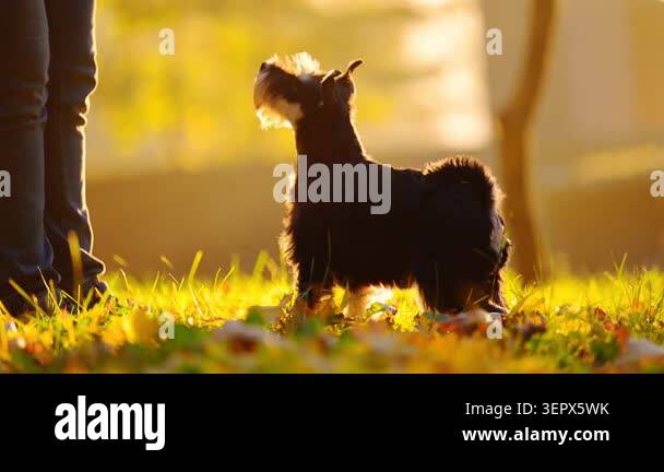Small black schnauzer outdoors in a warm golden park atmosphere Stock ...