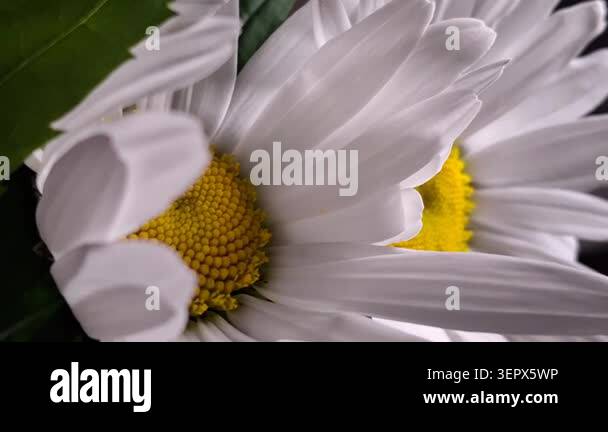 horizontal macro video of white petals of a white daisy with a yellow ...