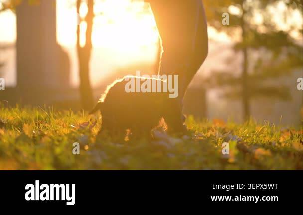 Cinematic owner and dog footage during a fall evening walk Stock Video ...