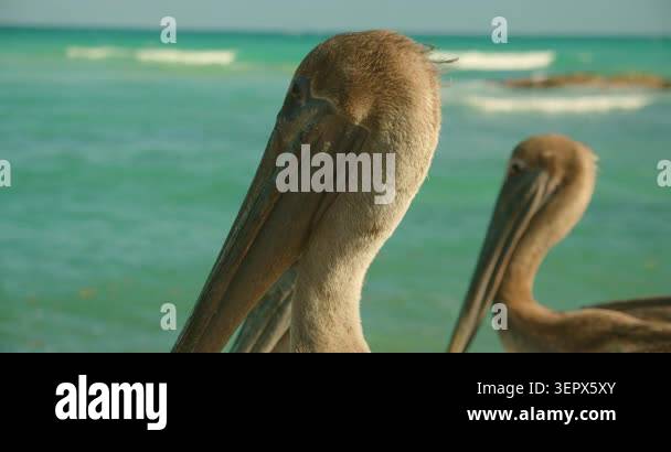 Close-up view of a brown pelican resting on rocky shoreline along the ...