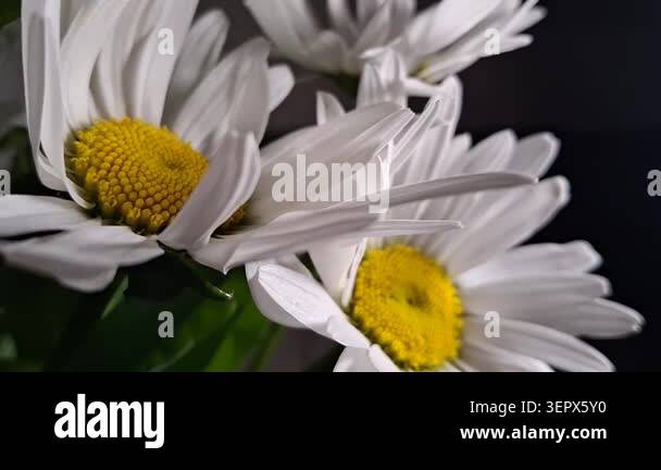 macro video of a bouquet of open white daisies with white petals moving ...