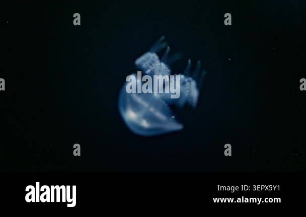 Mystical sea jelly drifting in deep blue ocean with glowing texture ...