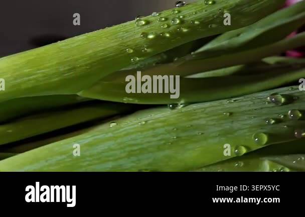 Macro shot of bright red tulip buds with green stem and drops on the ...