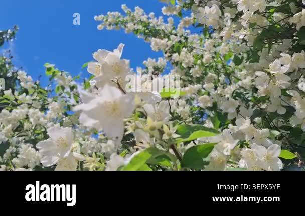 large jasmine bush with white flowers on a blue clear sky background ...