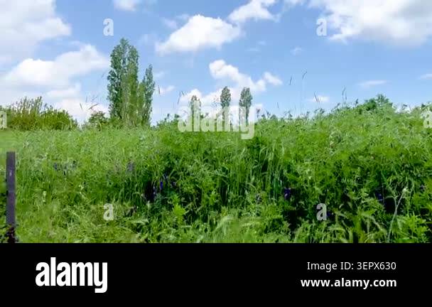 Vibrant green field with tall grass and wildflowers gently swaying in ...