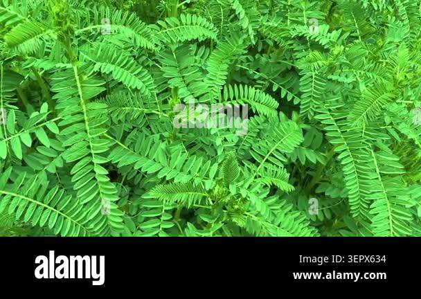 Vibrant green vetch plants with pinnate leaves moving slowly in a ...