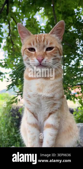 Adorable orange tabby cat sitting under a tree. The sleepy feline looks ...
