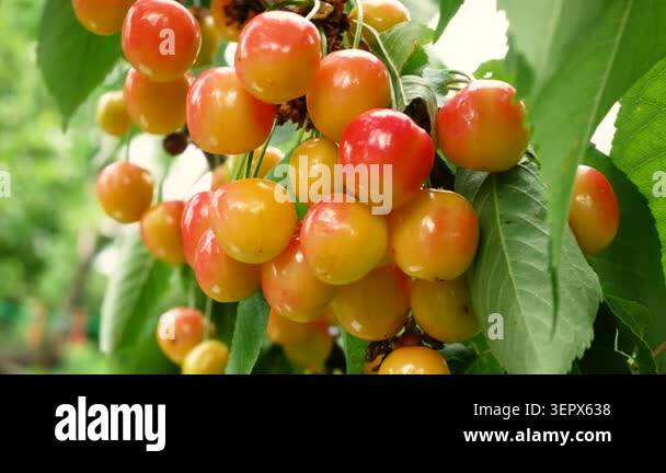 Ripe juicy yellow-red cherries hanging on a branch in summer sunlight ...