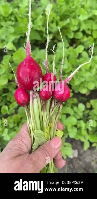 Freshly picked ripe radish held in a hand in the garden. Concept of ...