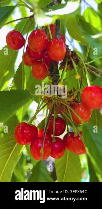 Red ripe juicy cherries hanging on a tree branch in summer sunlight ...