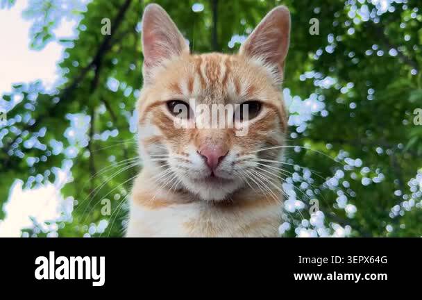Low angle view of a cute ginger tabby cat looking down with curiosity ...