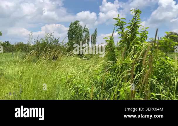 Beautiful summer landscape with a field of tall green grass and trees ...