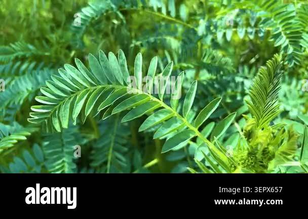 Lush green leaves of a sainfoin plant, a perennial herb, gently swaying ...