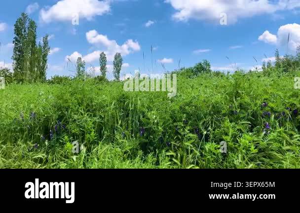 Vibrant green meadow filled with tall grass and purple wildflowers ...