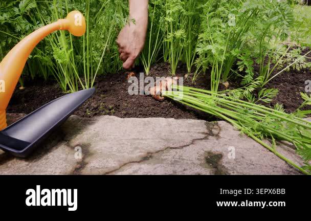 Freshly harvested organic carrots being rinsed with water on the soil ...