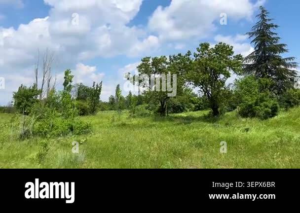 Beautiful panoramic view of a lush green meadow with trees and bushes ...