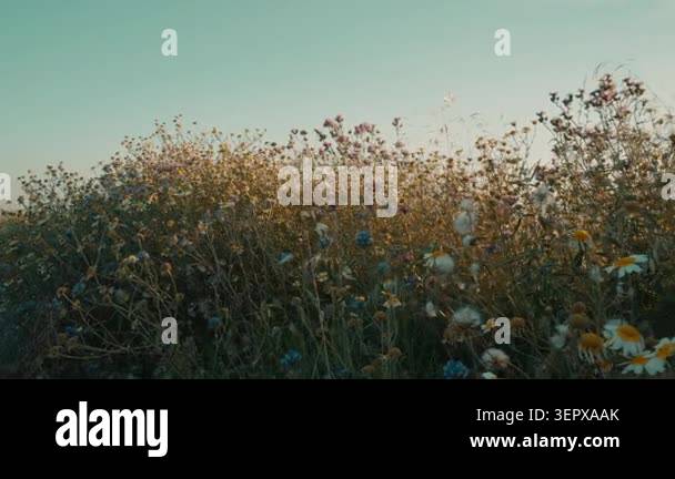 Dense wildflower field under clear soft sky Stock Video Footage - Alamy