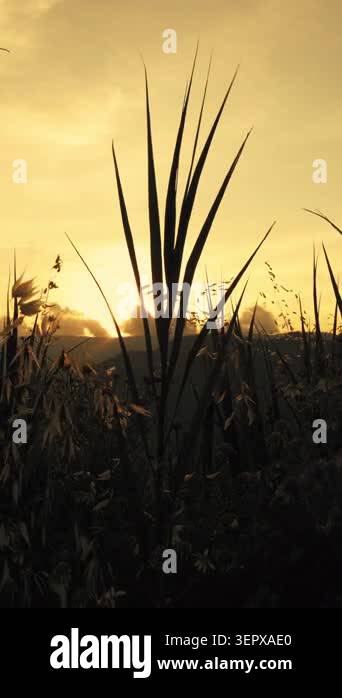 Silhouetted desert plants against golden sunset sky Stock Video Footage ...