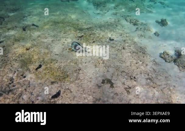 Tropical fish digs into the rocky seabed. High quality 4k footage Stock ...