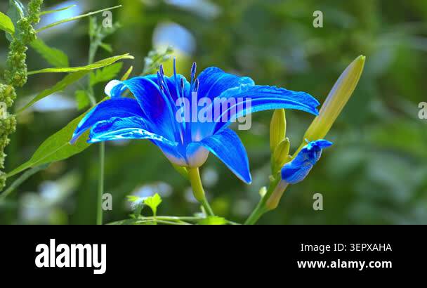 Macro - Fantastic blue lily in a forest Stock Video Footage - Alamy