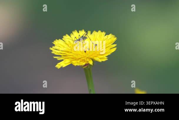 Macro - Insect on a yellow flower Stock Video Footage - Alamy