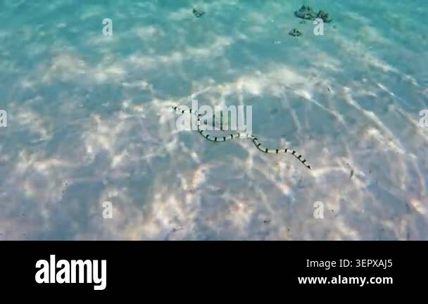 Sea snake swims on sandy bottom. High quality 4k footage Stock Video ...