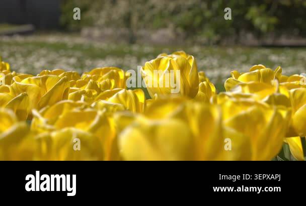 Field of yellow tulips in spring Stock Video Footage - Alamy