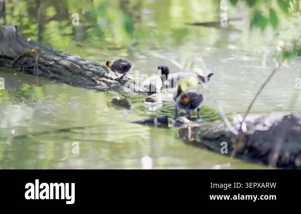 American Coot (Fulica americana) chicks with adult Coot swimming in a ...