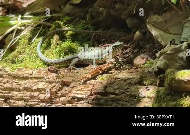 A small lizard crawls slowly on the forest floor. It navigates around ...