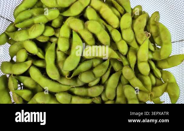 Freshly boiled dadacha-mame edamame green soybeans piled in a colander ...