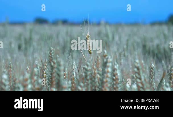 Summer landscape in a wheat field Stock Video Footage - Alamy