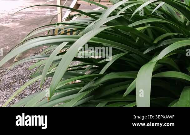 shot of lush green fragrant pandan leaves (Pandanus amaryllifolius ...