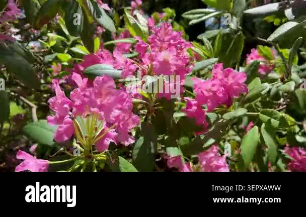 Sunlit clusters of pink rhododendron blooms adorn green shrub branches ...