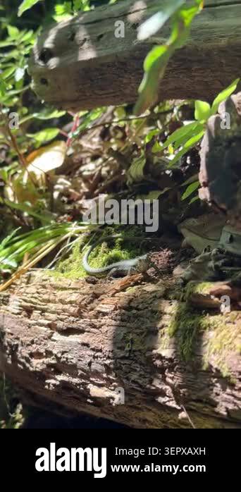 A small lizard moves slowly on a log covered with moss. Sunlight shines ...
