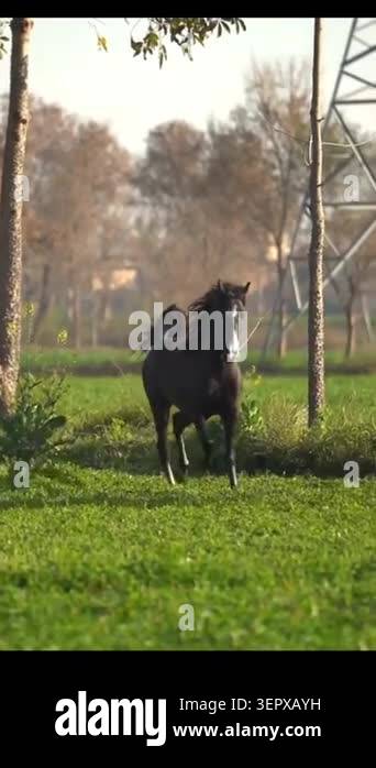 Two beautiful horses running free and galloping across a lush green ...