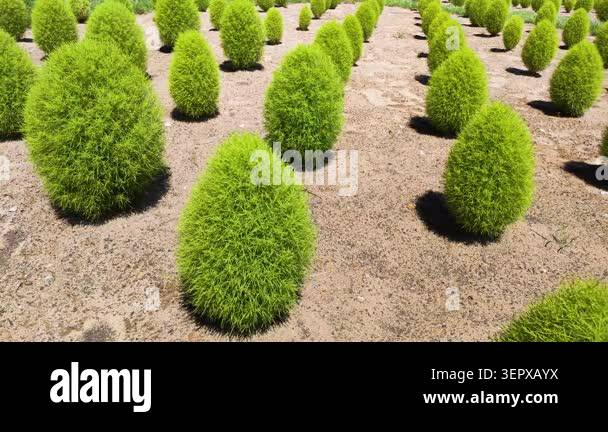 Green Kochia Bushes Swaying in the Wind in Summer Landscape Stock Video ...