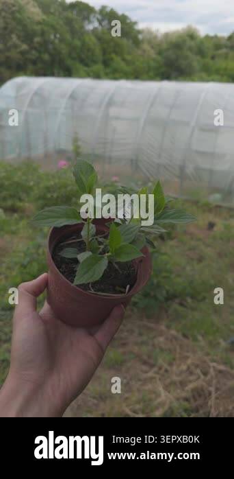 Person holding a young panicle hydrangea plant in a pot at a plant ...