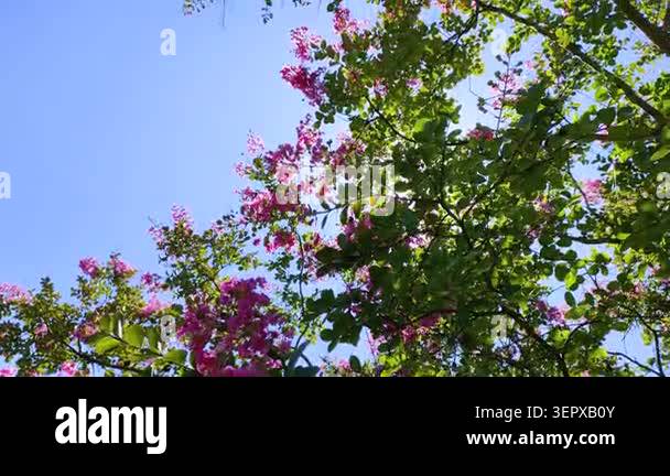 Tilt shot of pink crape myrtle flowers blooming against the blue sky ...