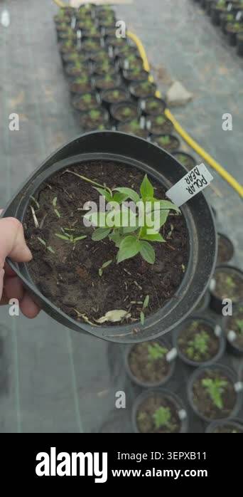 Close up of a gardener's hand holding a potted hydrangea paniculata ...