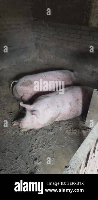 Two large pigs lying in mud and filth inside a dark, dirty farm pen ...