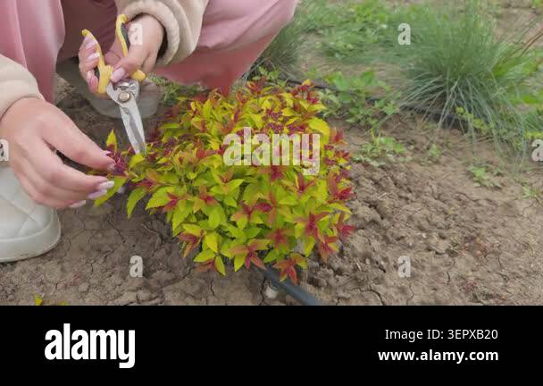 Woman's hands carefully pruning a colorful spirea bush with garden ...