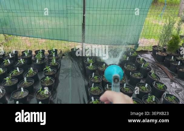 First person view of a gardener watering rows of young potted plants in ...