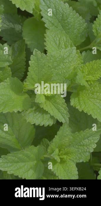 Lush green leaves of a melissa officinalis, also known as lemon balm ...