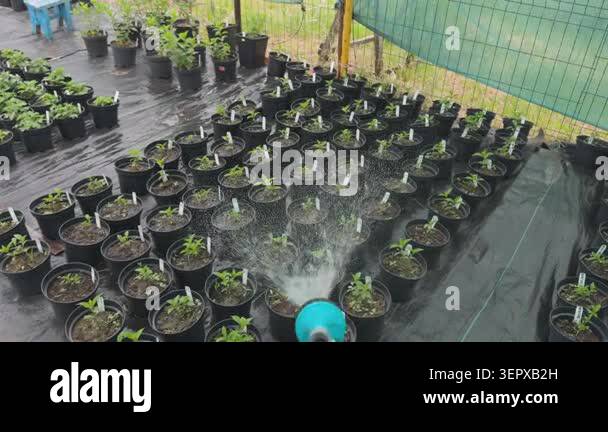 Gardener's hand holding a hose nozzle and watering rows of green ...