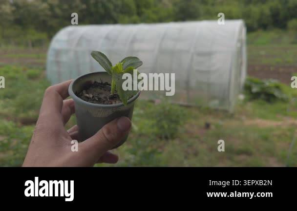 Farmer's hand holding a small potted cucumber plant with a greenhouse ...