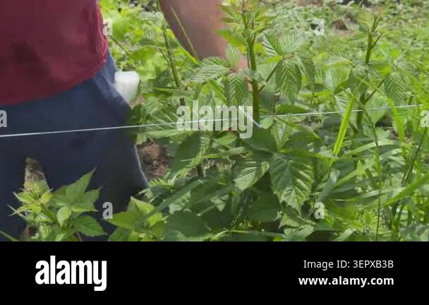 Male farmer using pruning shears to cut and shape raspberry plants in ...